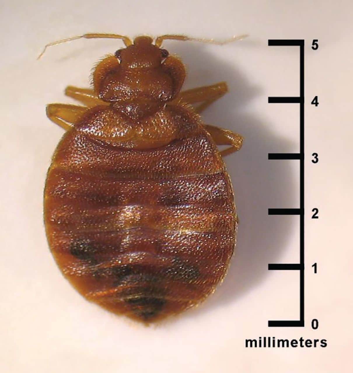 Bed Bug Heat Treatment Guide | ThermoPest