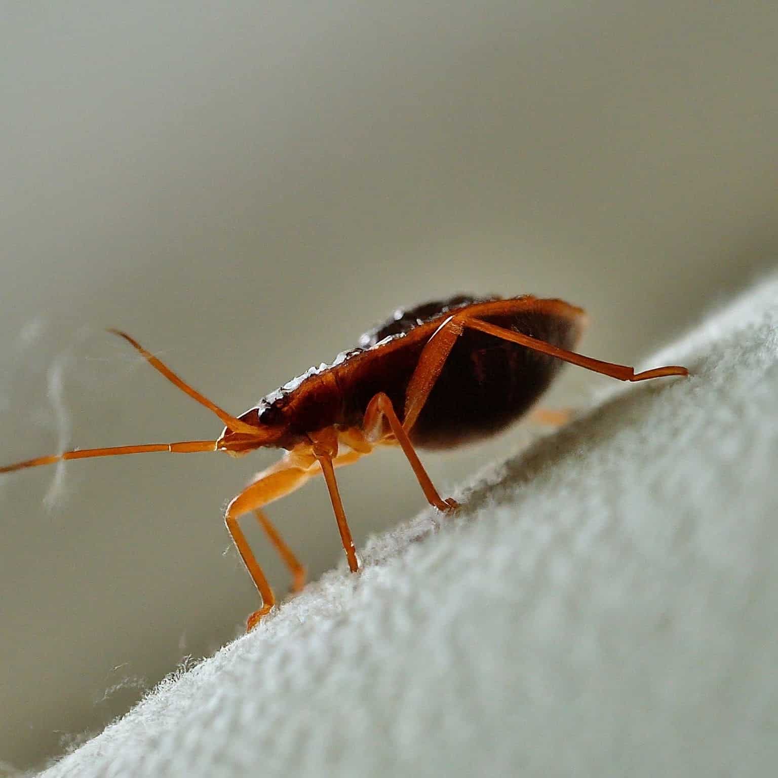 Bed Bug Fumigation | ThermoPest Bed Bug Treatment