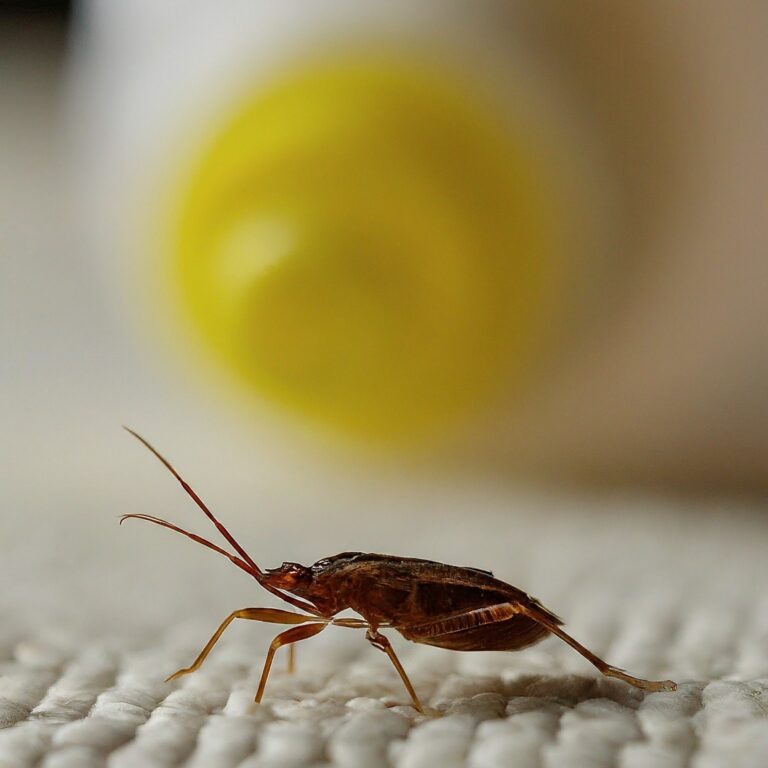 Can Vinegar Kill Bed Bugs? | ThermoPest Bed Bug Treatment