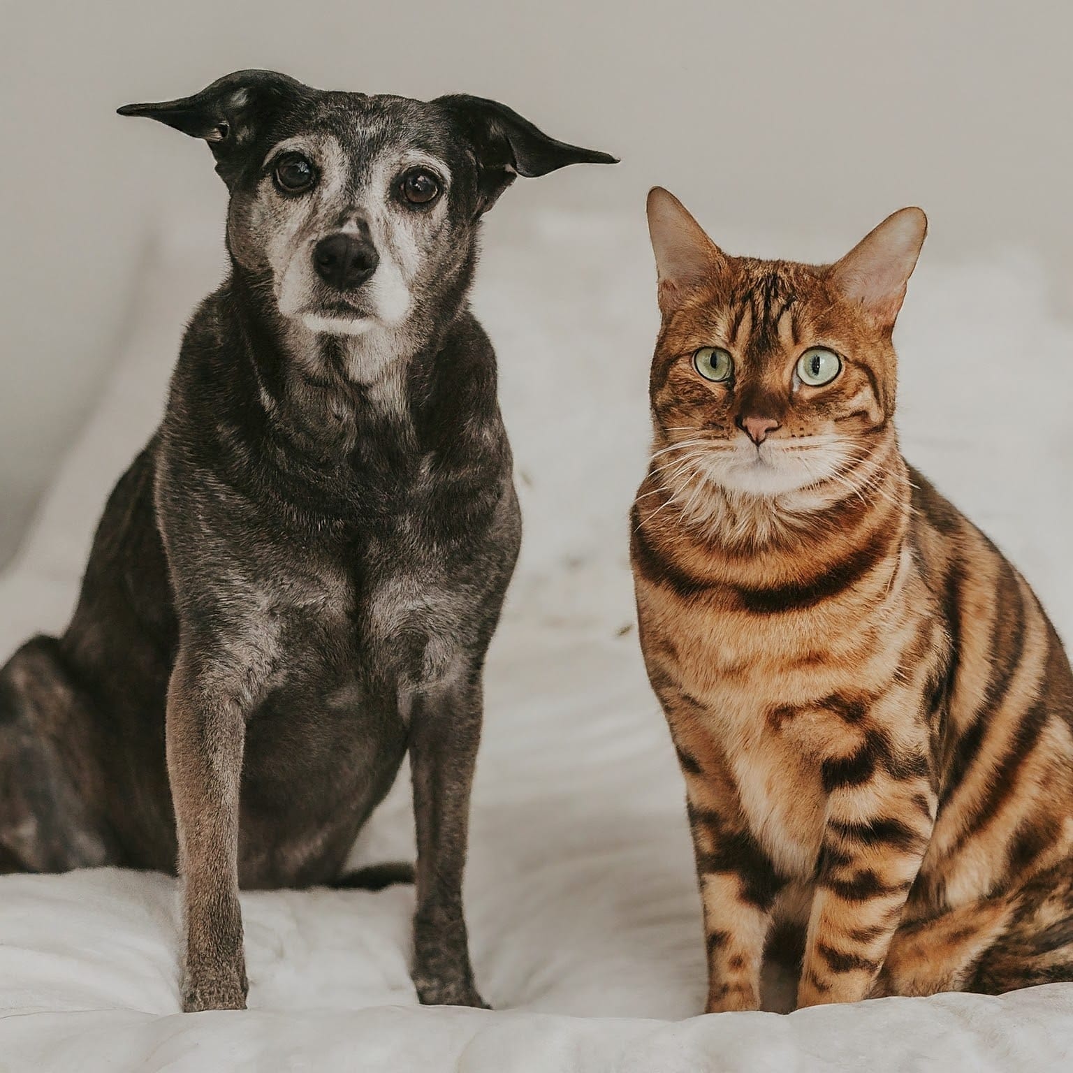 Do Pets Cause Bed Bugs? Debunking The Myths And Understanding The Facts ...