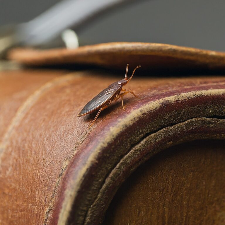 How Do Bed Bugs Spread Thermopest Pest Control