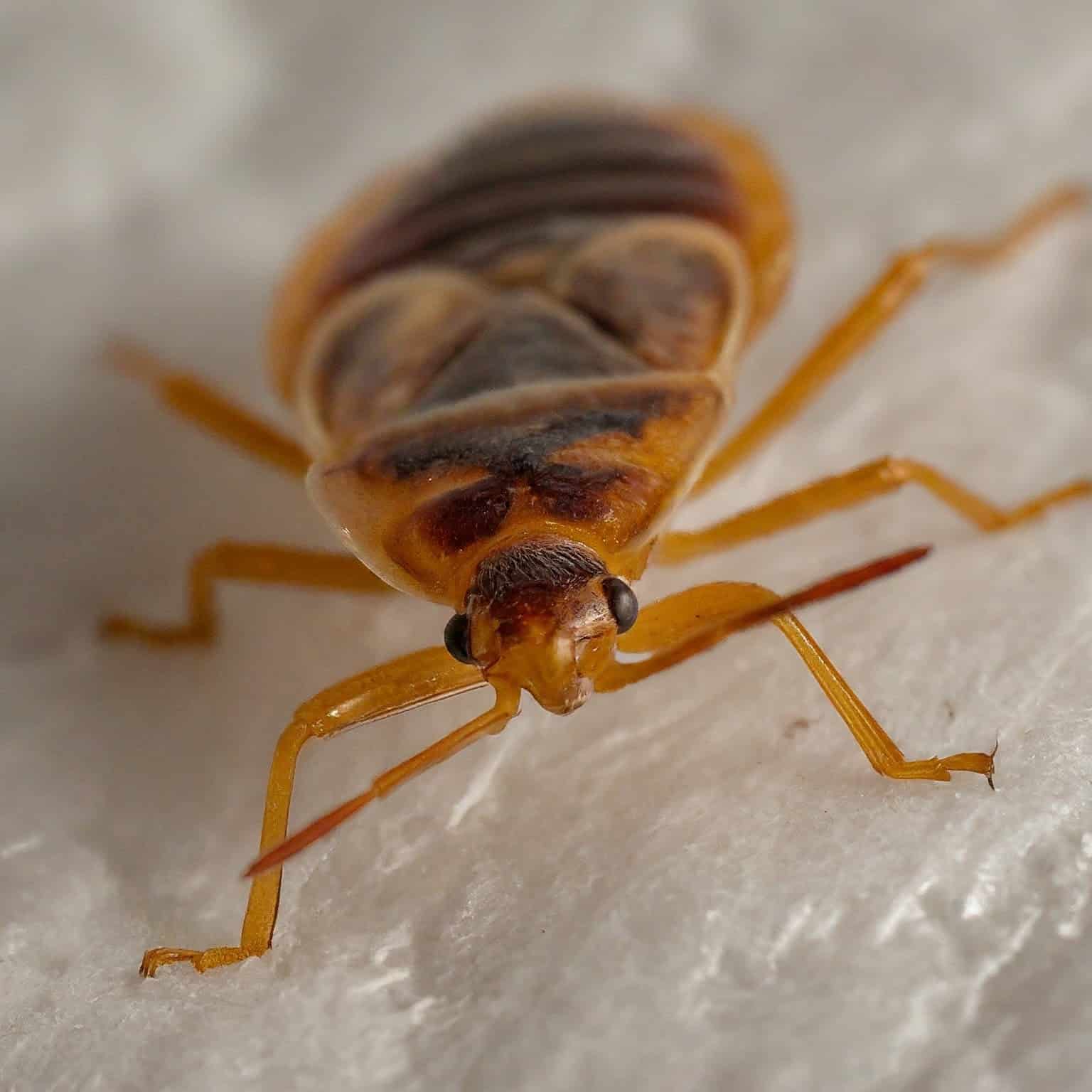 Where Do Bed Bugs Come From? Understanding Their Origins And How They ...