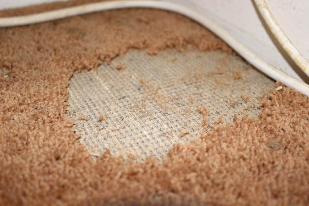 Signs Of Carpet Moths: What Do Carpet Moths Look Like?